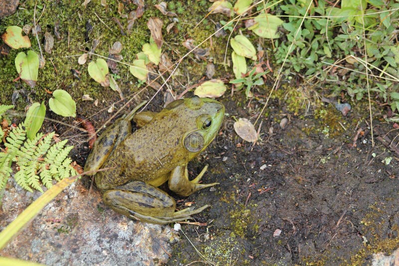 Detail Van Noordelijke Groene Kikker Lithobates Clamitans in Southwes ...