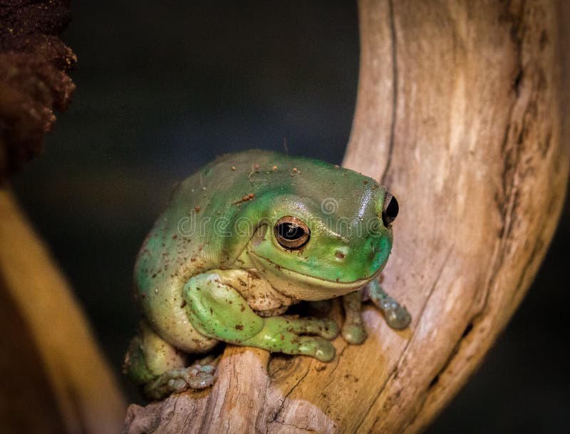 Groene Kikker redactionele fotografie. Image of wild - 79263837