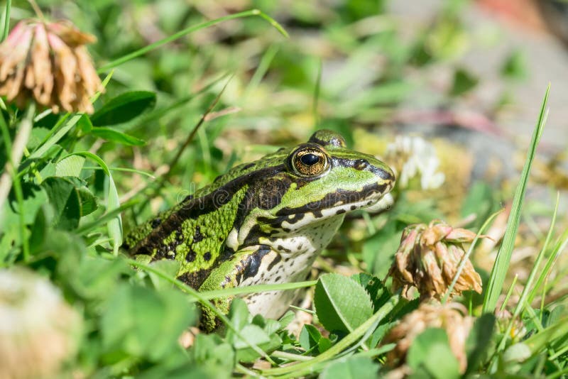 Groene Kikker in Klaver En Gras Stock Afbeelding - Image of nave ...