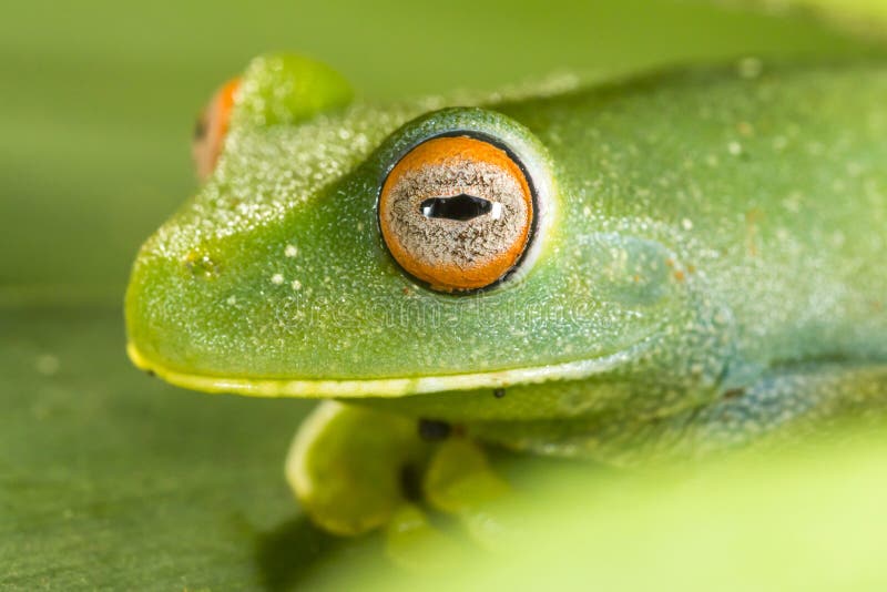 Groene kikker rode ogen stock foto. Afbeelding bestaande uit tropisch ...