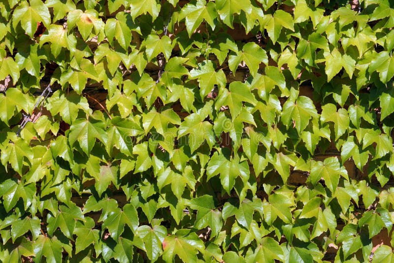 Groene Gele Bladachtergrond - Euonymus Stock Foto - Image of ...
