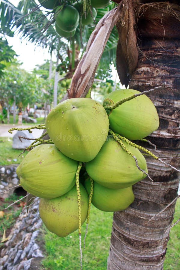 Groene kokosnoot bij boom stock foto. Image of voedsel - 33828594