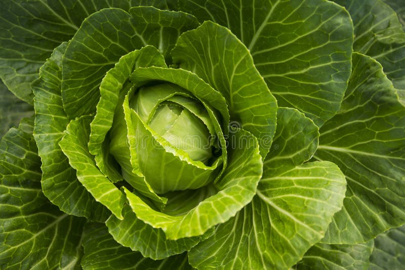 Groene Kool Met Grote Bladeren in De Tuin Stock Afbeelding - Image of ...