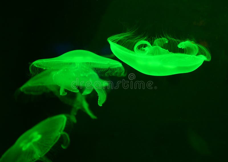 Groene kwallen stock foto. Image of kwallen, hoofd, leven - 2226458