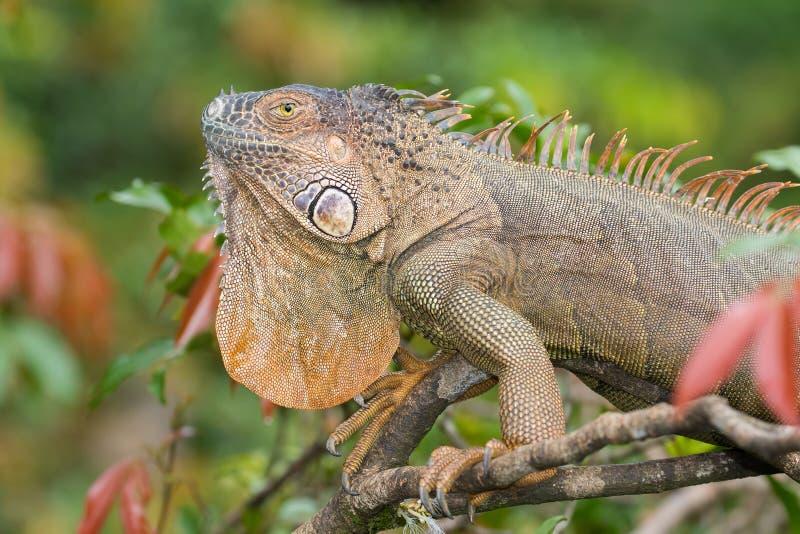 De Groene Leguaan Die Van De Leguaanleguaan In Costa Rica Rusten Stock ...