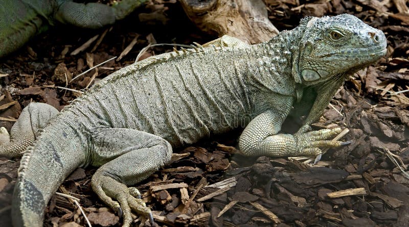 Groene leguaan 13 stock afbeelding. Image of groen, bevolking - 15460687