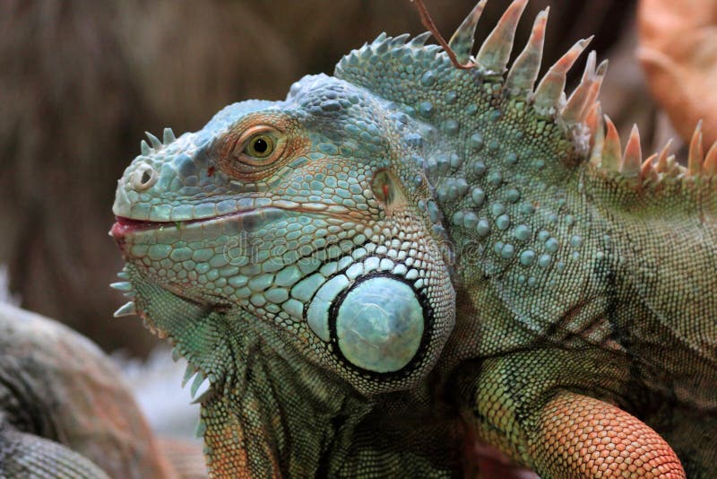 Groene leguaan stock foto. Image of groen, achtergrond - 15648378