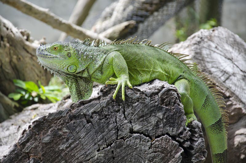Groene Leguaan stock foto. Image of reptiel, griezelig - 34450662