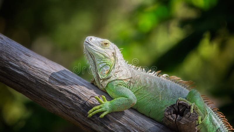 Groene leguaan stock foto. Image of haïti, kruipen, fauna - 47503620