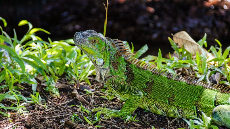 Groene Leguaan In Het Nationale Park Van Tortuguero, Costa Rica Stock ...