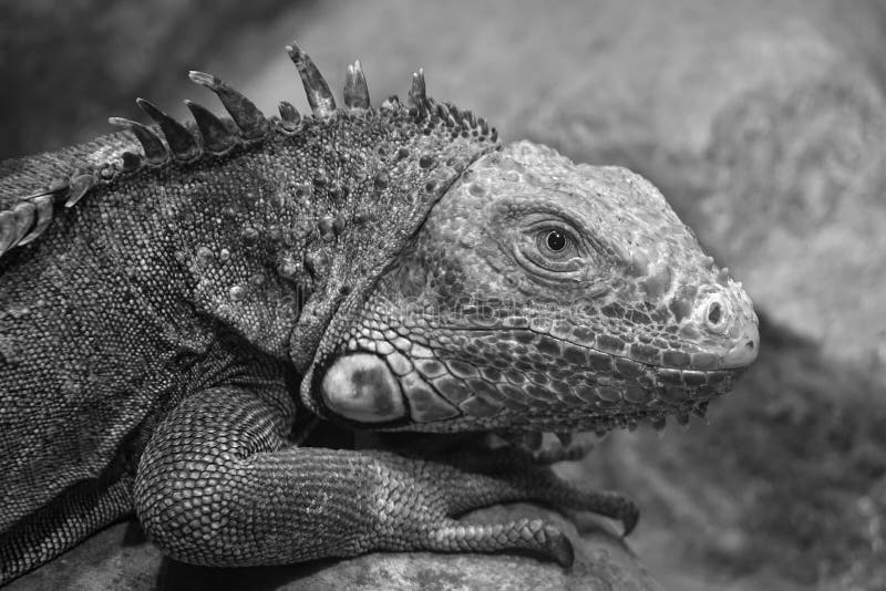 Groene leguaan stock afbeelding. Image of hagedis, sluit - 80000125