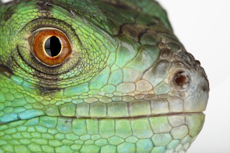 Groene Leguaan stock foto. Image of groen, hagedis, boeg - 8574370