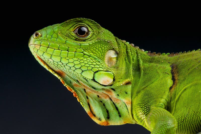 Groene Leguaan/de Leguaan Van De Leguaan Stock Afbeelding - Image of ... Groene Leguaan/de Leguaan Van De Leguaan Stock Afbeelding - Image of ...