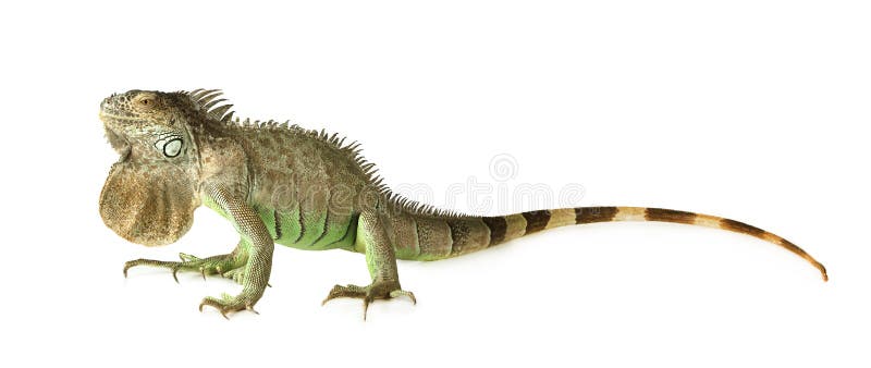 Leguaan Op Wit Wordt Geïsoleerd Dat Stock Afbeelding - Image of ...