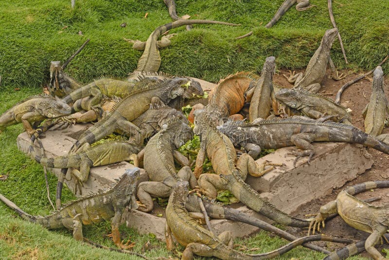 Groene Leguanen in Een Stadspark Stock Foto - Image of ...