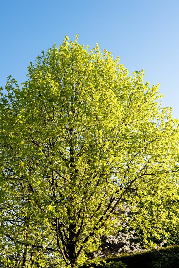 De Groene Linde-boom Doorbladert Stock Foto - Afbeelding bestaande uit ...