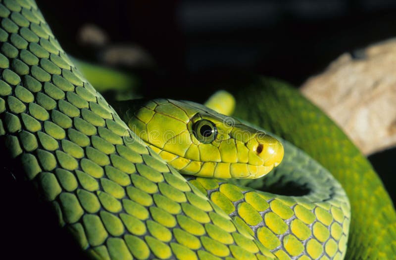 Groene mamba stock afbeelding. Image of zwart, reptiel - 12543783