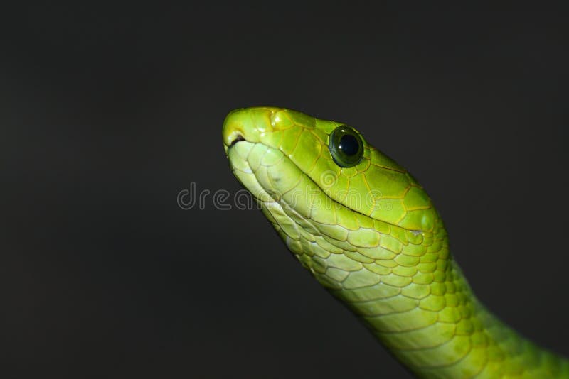 De Groene Mamba-slang Op De Boom in Oeganda, Afrika Stock Foto - Image ...