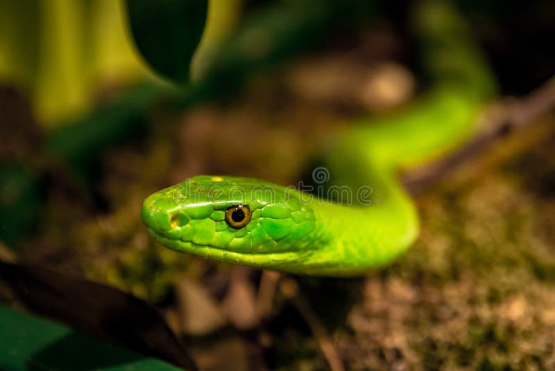 MAMBA VERT Dendroaspis Angusticeps Stock Foto - Image of profiel, dier ...