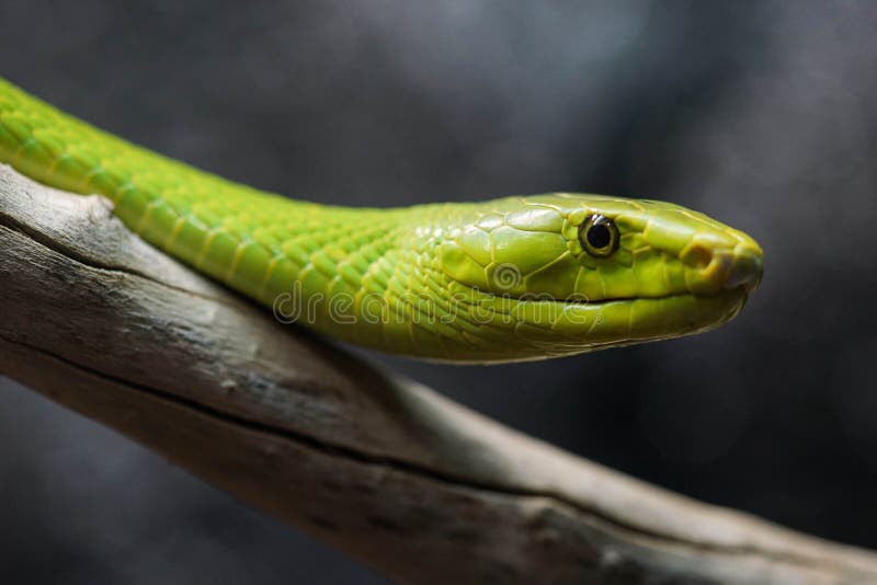 Oostelijke Groene Mamba stock foto. Afbeelding bestaande uit hoofd ...