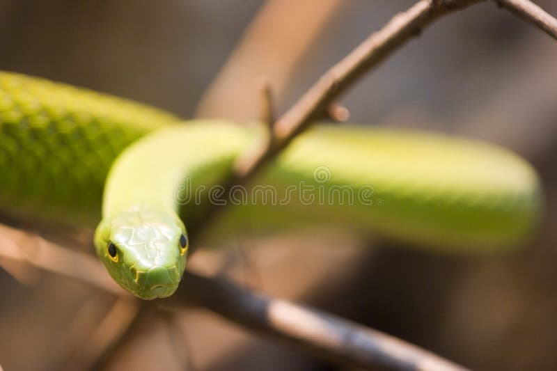 Groene Mamba (Dendroaspis Angusticeps) Stock Foto - Image of reptiel ...