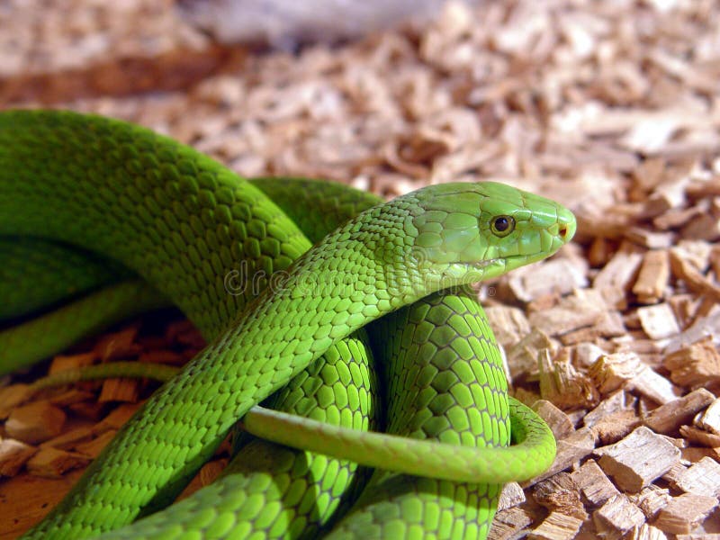 De Groene Mamba-slang in Oeganda, Afrika Stock Foto - Image of oeganda ...