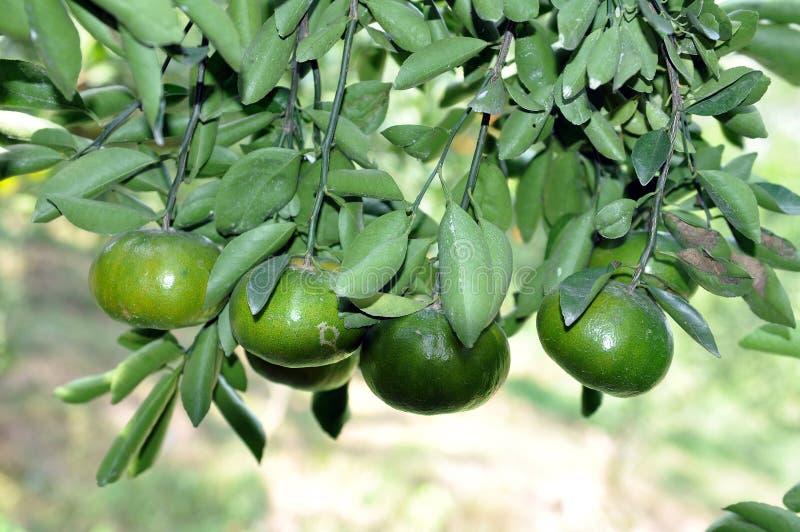 Groene mandarijnen stock foto. Image of diëet, boom, kleur - 46727616
