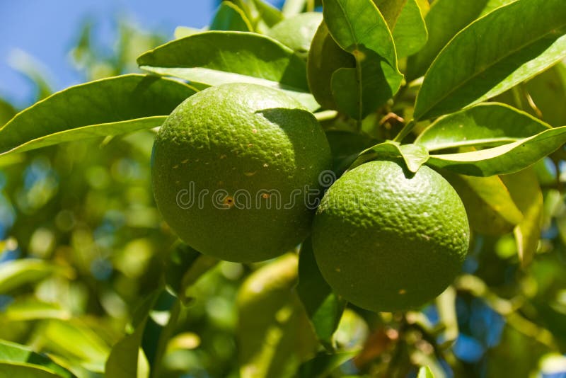 Groene mandarijnen stock afbeelding. Image of aanplanting - 7071135