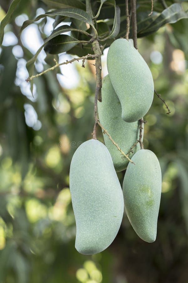 Groene Mango's Op De Mangoboom Stock Foto - Image of voorwerp ...