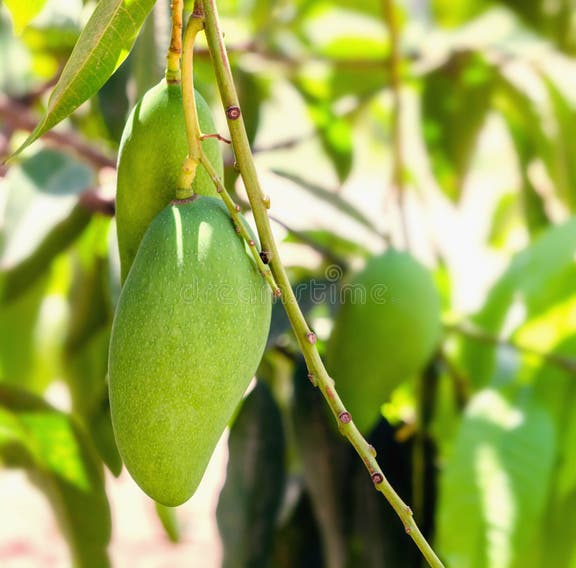 Groene Mango twee stock afbeelding. Image of naughty - 88438271