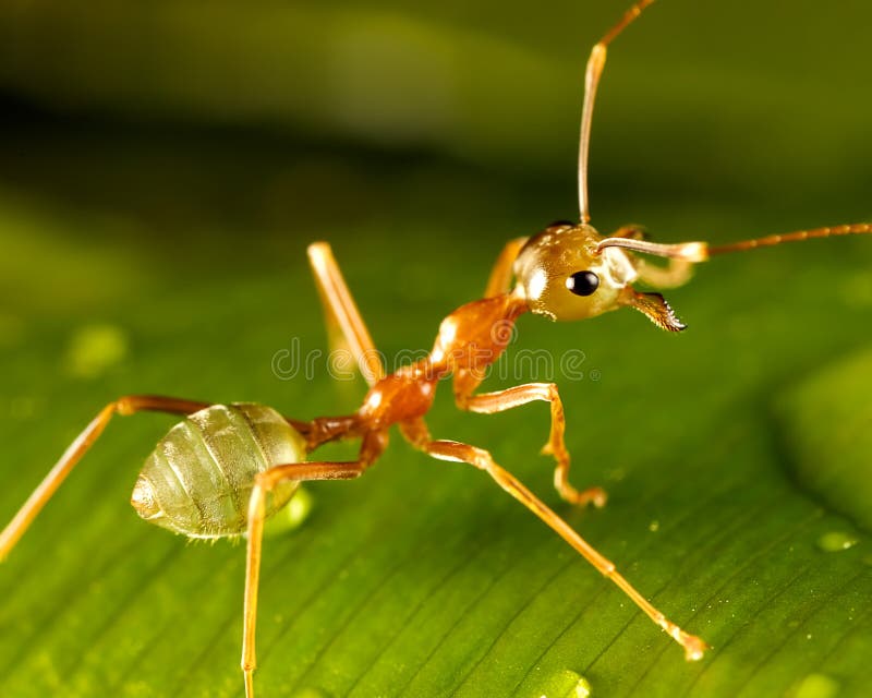 Groene mier stock foto. Image of macro, groen, blad, enkelvoudig - 27736484