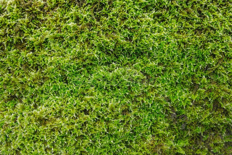 Groene Mos Backgruond Dichte Omhooggaand Stock Foto - Image of textuur ...