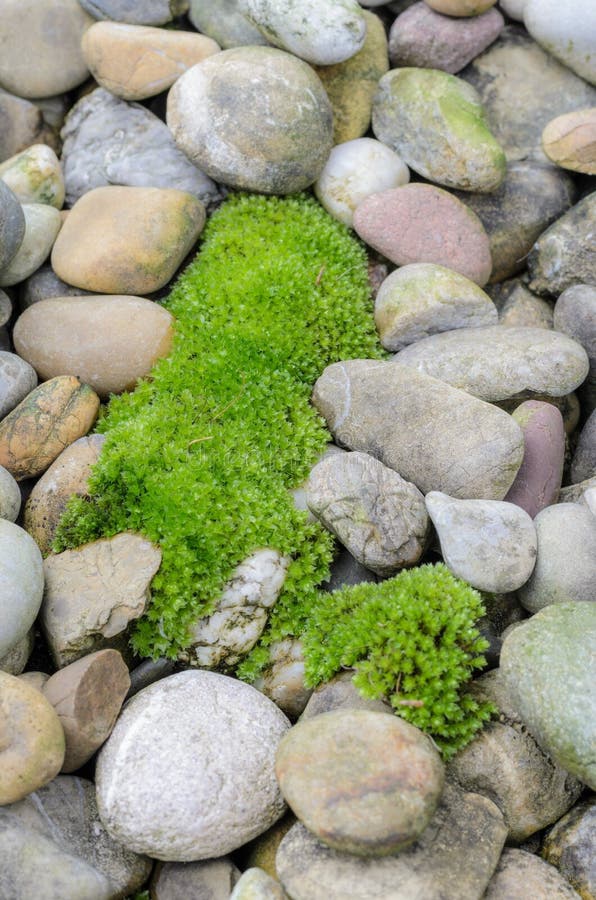 Mos En Kiezelstenen Op De Gebarsten Aarde Stock Foto - Image of ...