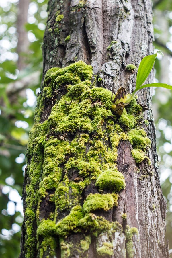 Groene mos op de boom stock afbeelding. Image of massa - 44827081
