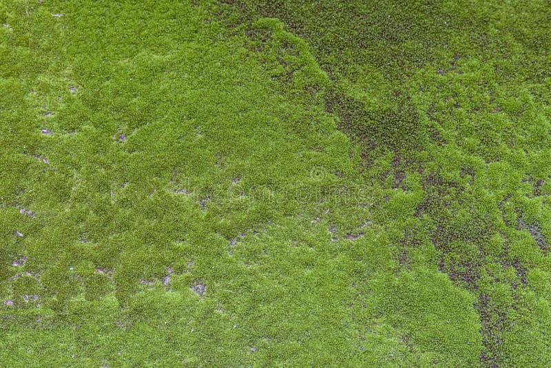 Groene Mos Op De De Boomtextuur of Achtergrond Stock Afbeelding - Image ...