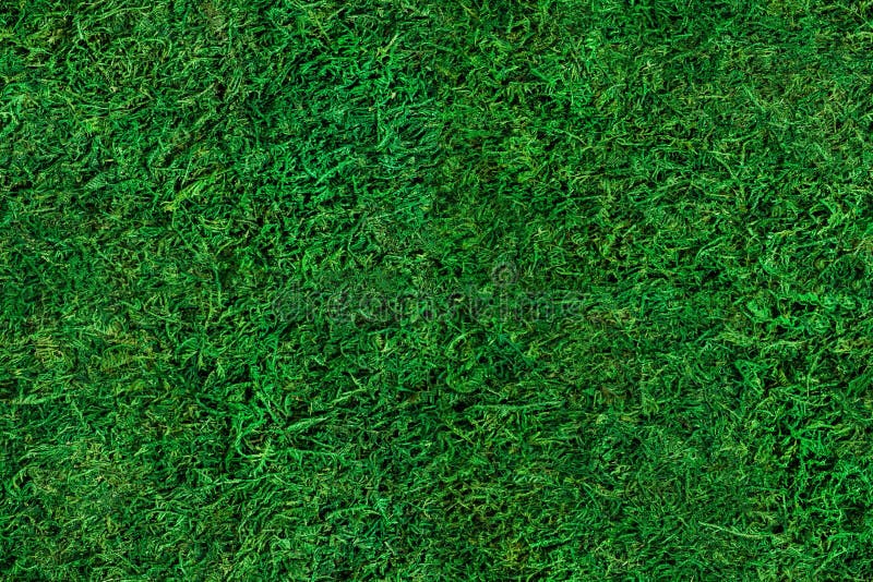 Groen mos op boom stock foto. Image of park, milieu, oppervlakte - 74274834