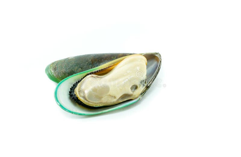 De Groene Mosselen Van Nieuw Zeeland Op Witte Plaat Stock Foto - Image ...