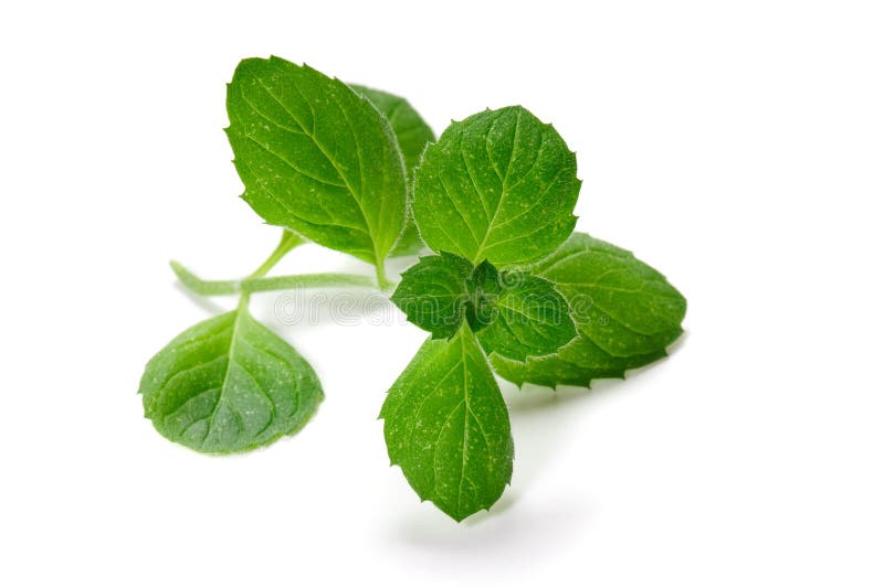 Groene munt stock foto. Image of ingrediënt, kamer, voedsel - 10672404