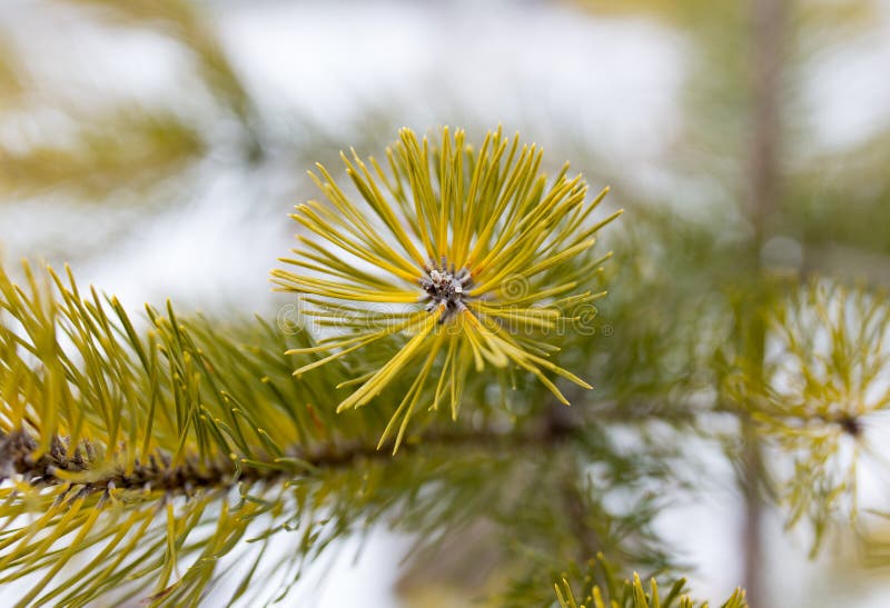 Groene Naalden Op De Boom in Aard Stock Afbeelding - Image of kerstmis ...