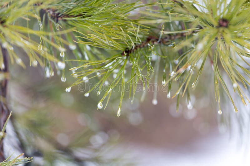 Groene Naalden Op De Boom in Aard Stock Afbeelding - Image of kerstmis ...