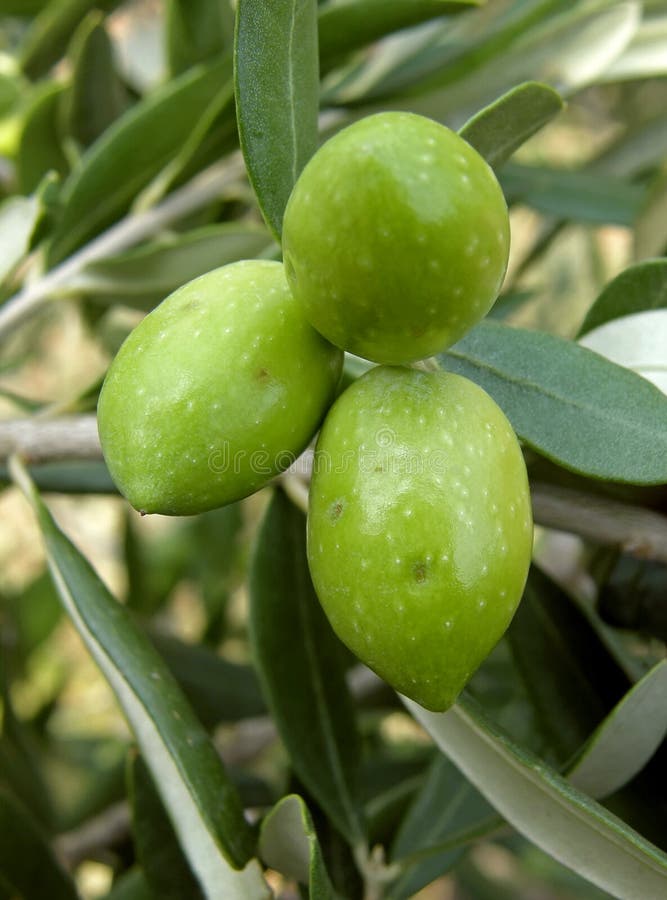 Groene olijf van Kroatië stock foto. Image of installatie - 11116906
