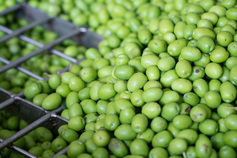 Groene Olijf Voor Olieproductie Stock Afbeelding - Image of extra ...