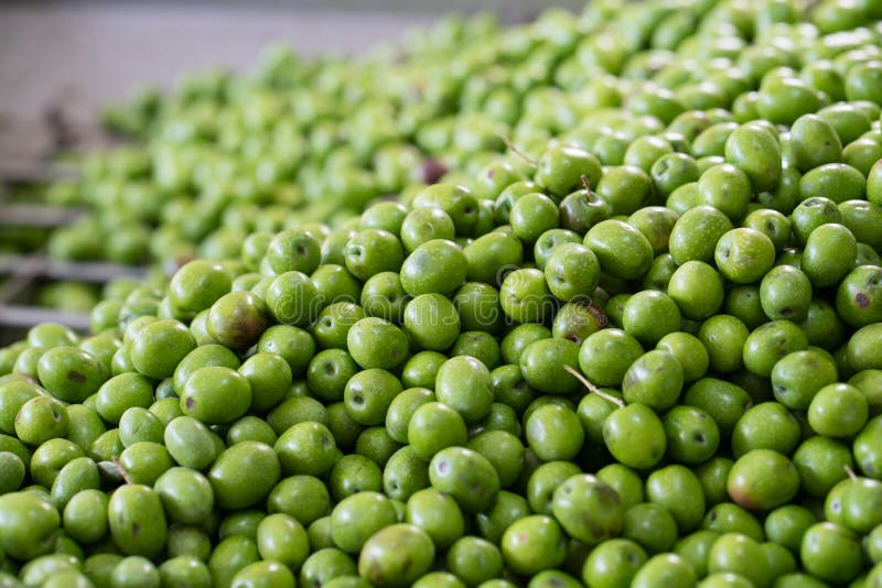 Groene Olijf stock foto. Image of installatie, geïsoleerd - 61545844