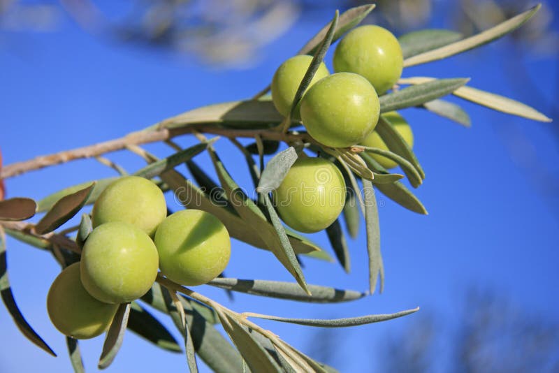 Groene Olijven stock foto. Image of macro, oogst, vers - 6378396