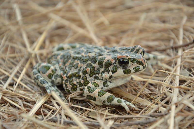 Groene Pad & X28; Bufo Viridis& X29; Stock Afbeelding - Image of sluit ...