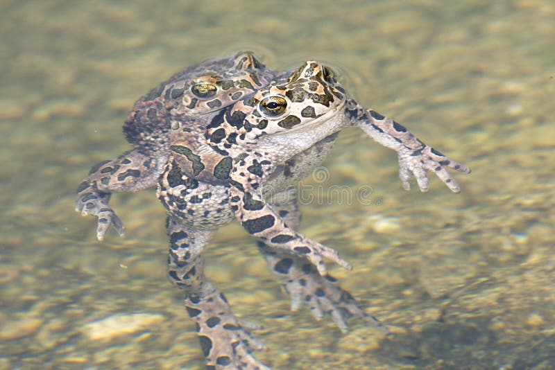 Viridis Van Bufo/groene Pad Stock Foto - Image of geïsoleerd, been ...