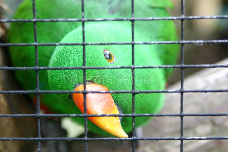 Groene Parkiet Die Een Appel Eten Stock Foto - Image of voet, dieren ...