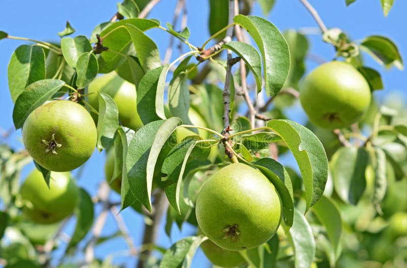 Rijkelijke Oogst Van Peren Die Op De Boom Van De Peer Groeien Stock ...