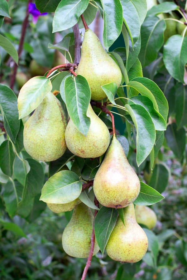 Groene peren op een tak stock foto. Image of blad, kleur - 78279094