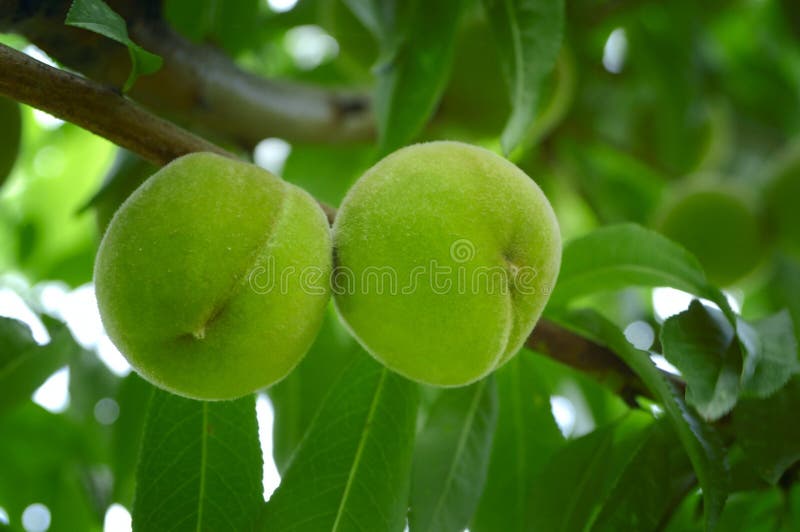 Groene perzik stock foto. Image of groei, verzuur, landbouwbedrijf ...
